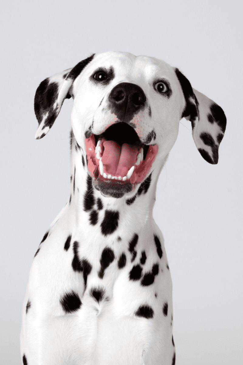 101 Dalmatians Names: A List of All the Puppies