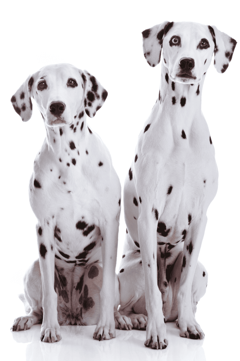 101 Dalmatians Names: A List of All the Puppies